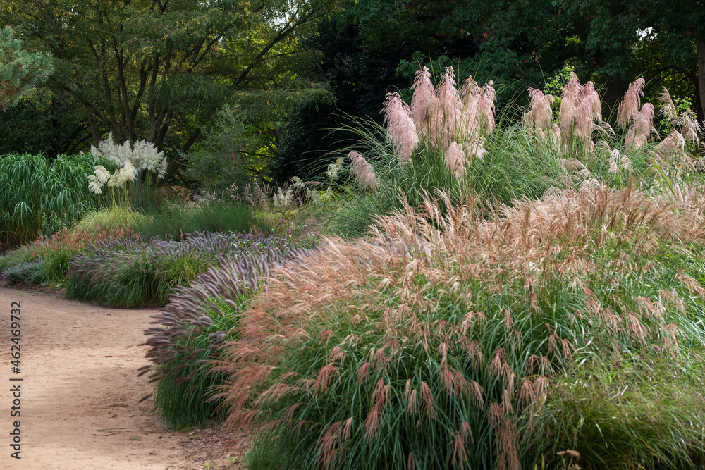 Ornamental grasses, photographed in the autumn in London UK. Stock ...