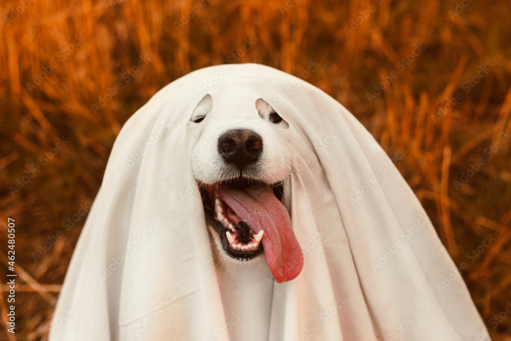 Dog Samoyed Husky Ghost in a white sheet with tongue, Halloween ghost ...