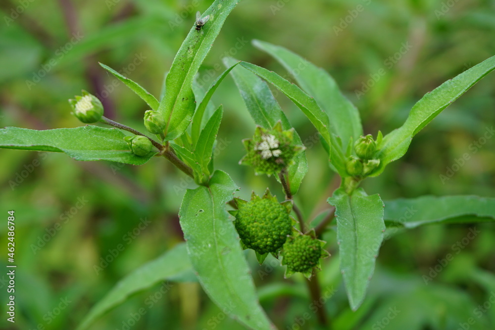 Eclipta alba (Urang-aring, false daisy, false daisy, yerba de tago ...