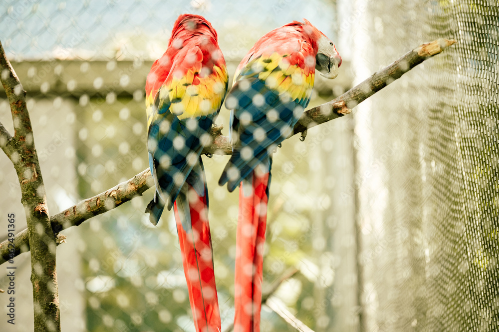 Parrot. Zlin, Moravia, Czech Republic , Chateau Lesna in Zoo park Zlin ...