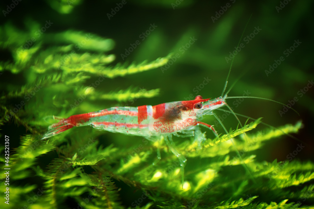 Neocaridina Freshwater Shrimp, dwarf shrimp in the aquarium. Animal ...