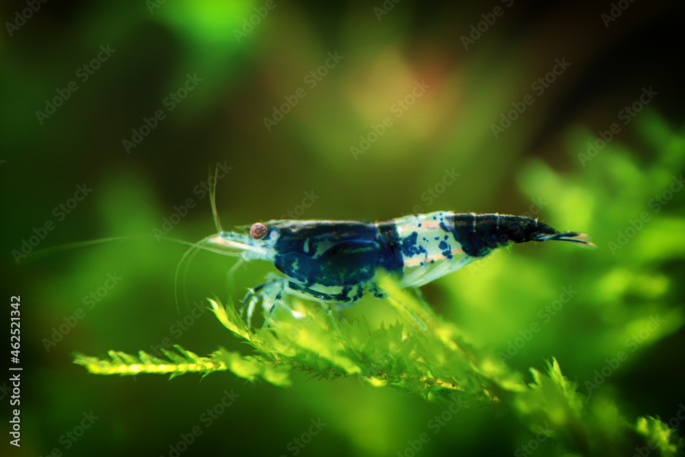 Neocaridina Freshwater Shrimp, dwarf shrimp in the aquarium. Animal ...