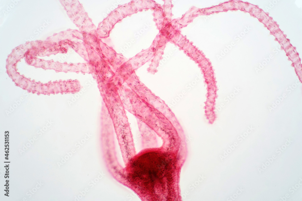 Hydra is a genus of small, fresh-water animals of phylum Cnidaria and ...