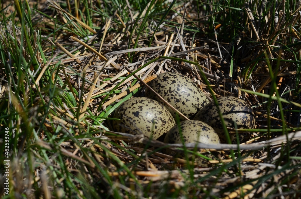 teros, pichones, aves, huevos, naturaleza, dientes de león, sur ...