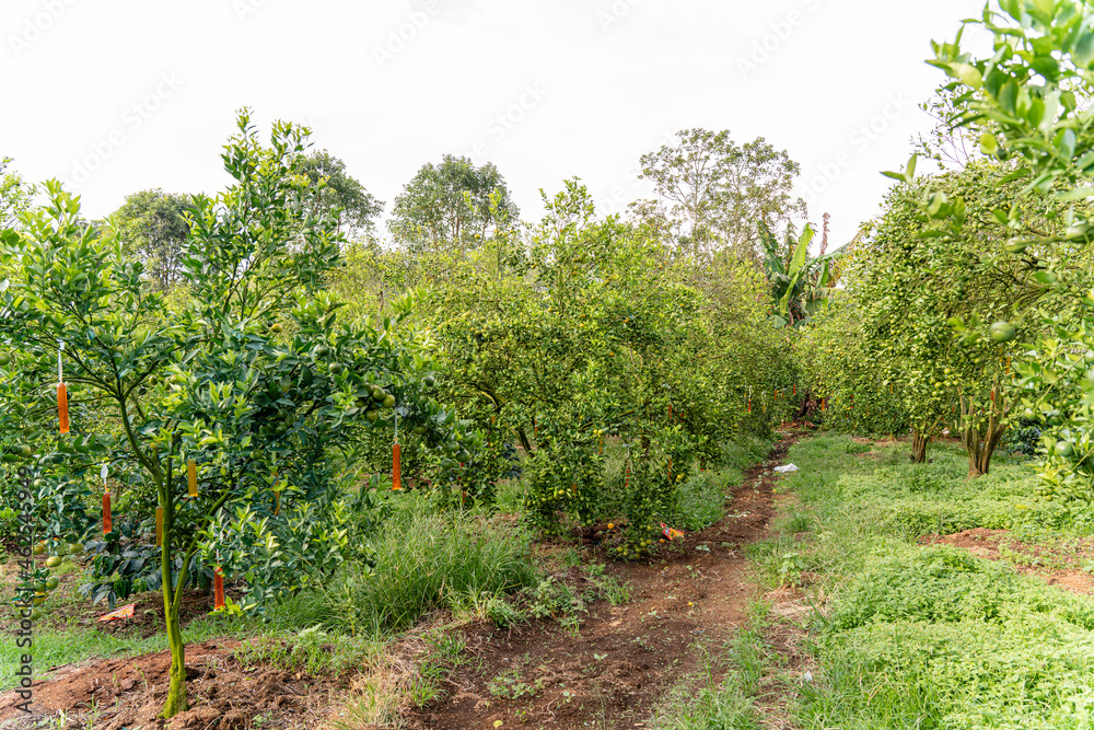 Indonesian local citrus fruit that tastes sweet and the color is a ...