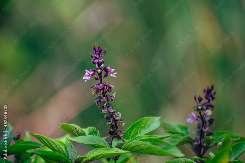 Foto de Thai basil is a type of basil native to Southeast Asia that has ...