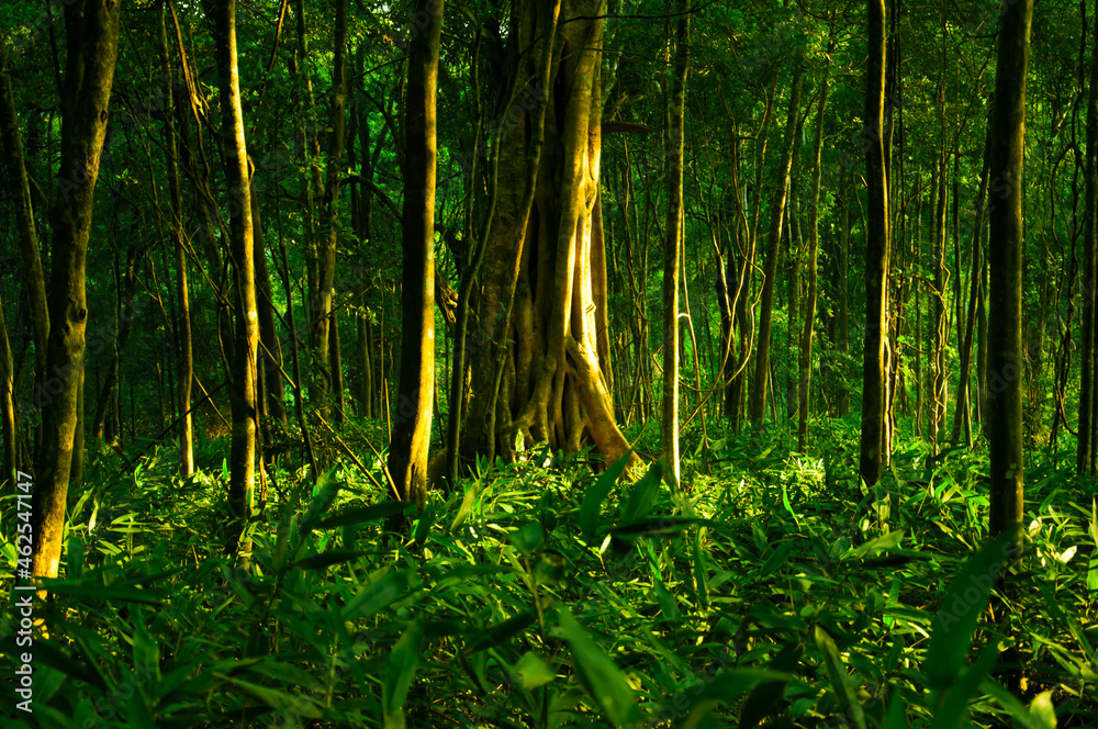 tropical evergreen forest landscape with mornig light time Stock Photo ...