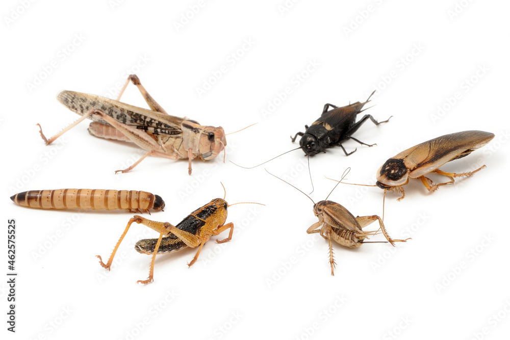 Criquets et grillons sur fond blanc Stock Photo | Adobe Stock