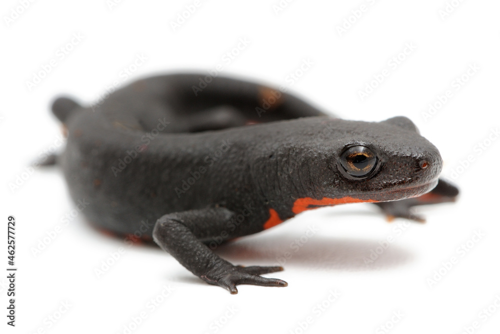 Cynops orientalis, triton à ventre de feu sur fond blanc Stock Photo ...