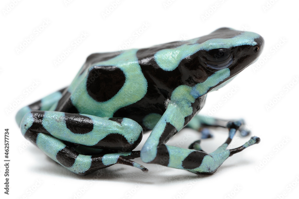 Dendrobates auratus, dendrobate dorée sur fond blanc Stock Photo ...