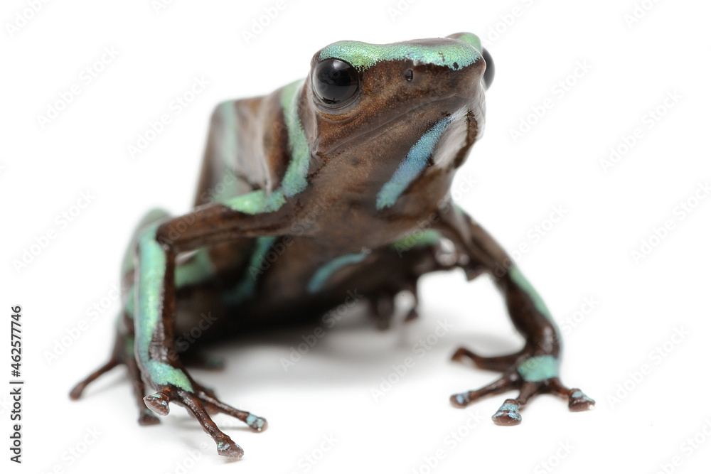 Dendrobates auratus, dendrobate dorée sur fond blanc Stock Photo ...