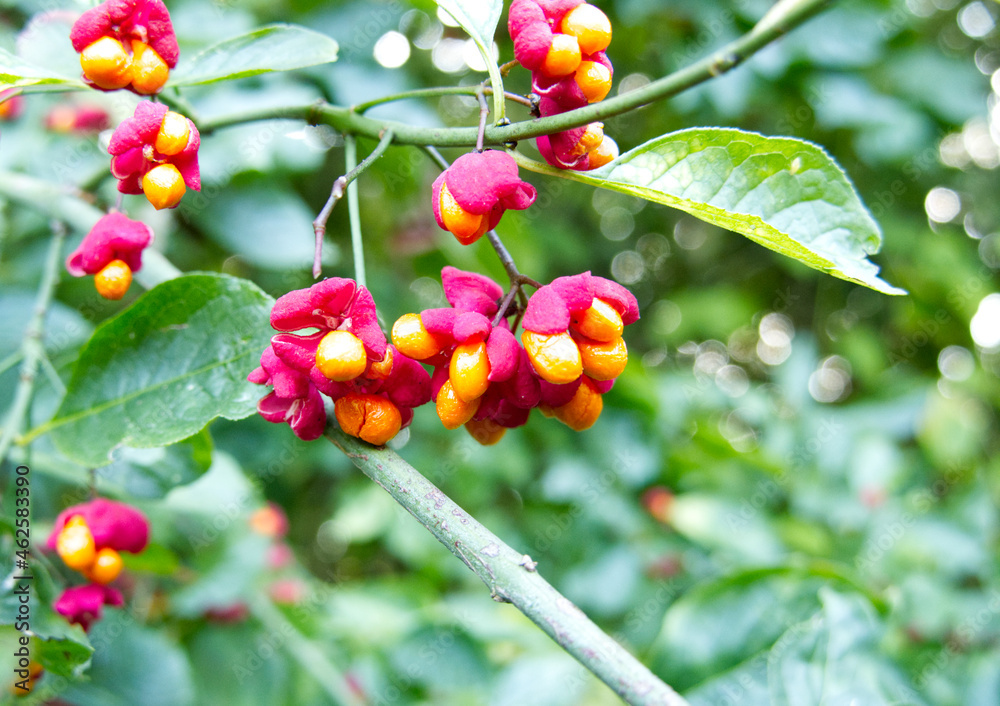 Close-up of the bright pink fruits of Euopean Spindle (Euonymus ...