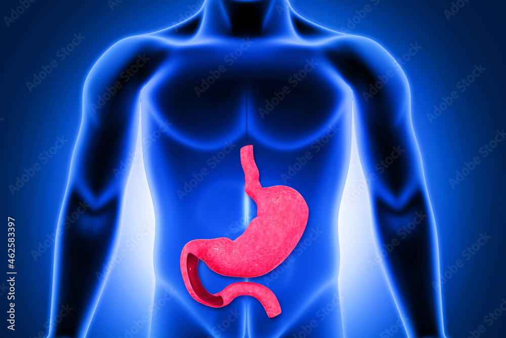 Medically accurate illustration of Realistic stomach anatomy. 3d ...
