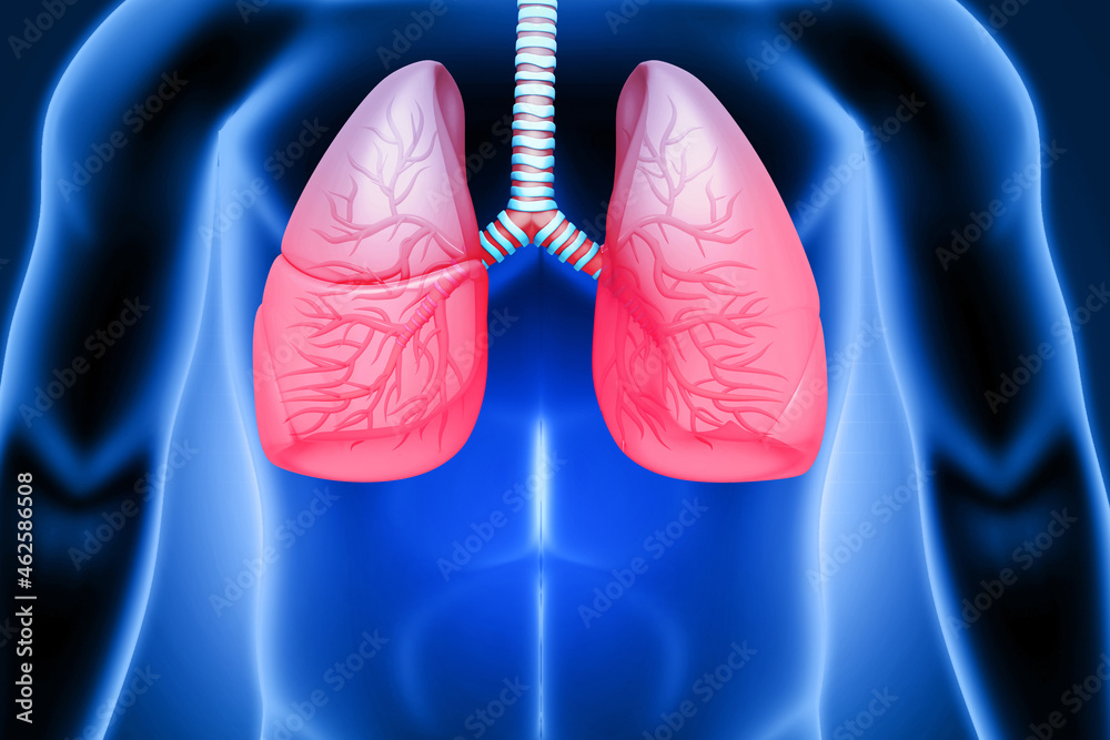 Medically accurate illustration of Realistic human lungs anatomy. 3d ...