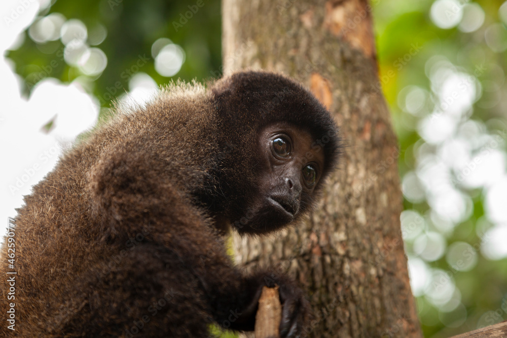 A small baby monkey, specimen of the species Oreonax flavicauda, or ...