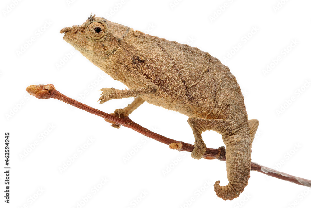 Spectral Pygmy Chameleon