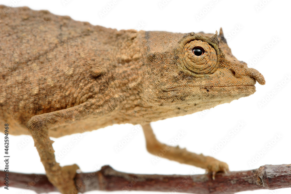 Spectral pygmy chameleon (Rhampholeon spectrum) on white background ...