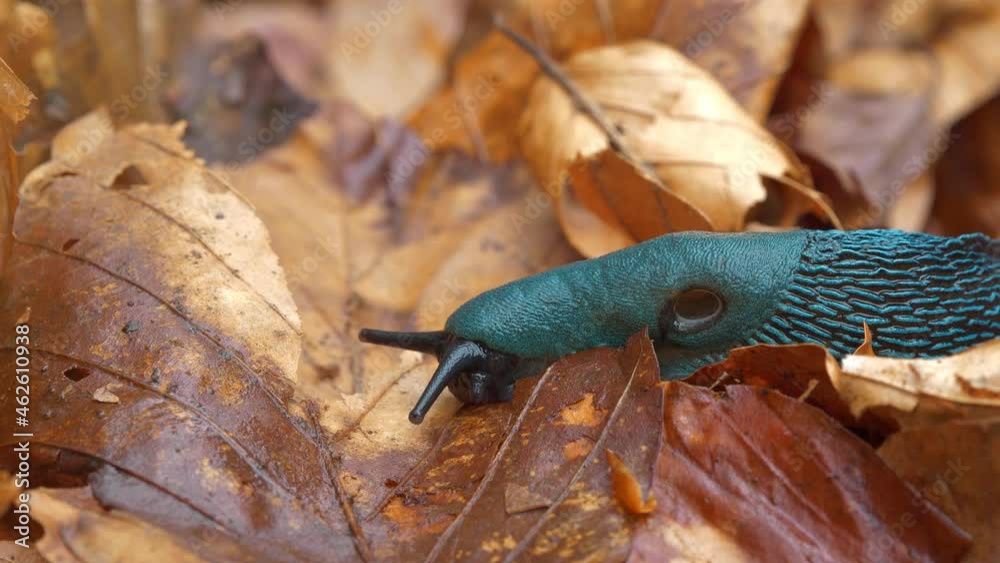 Rare blue slug on yellow leaf. Bielzia coerulans or land slug - shell ...