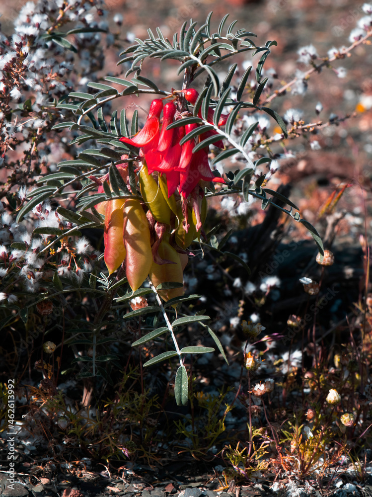 Kankerbos, also known as Lesertia frutescens Sutherlandia frutescens is ...
