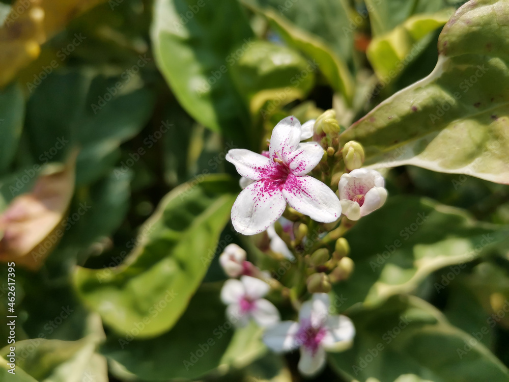Pseuderanthemum reticulatum, common names yellow-vein eranthemum and ...
