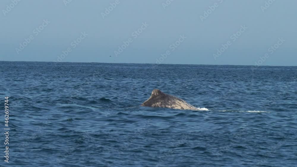 Rear white whale in it's natural habitat on water surface in ocean ...