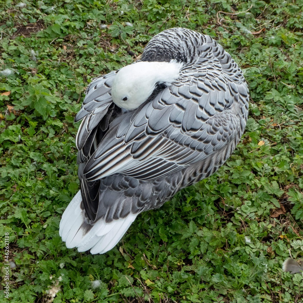 the emperor goose also known as the beach goose or the painted goose ...
