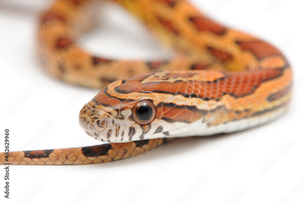 Corn snake (Pantherophis guttatus) on a white background Stock Photo ...