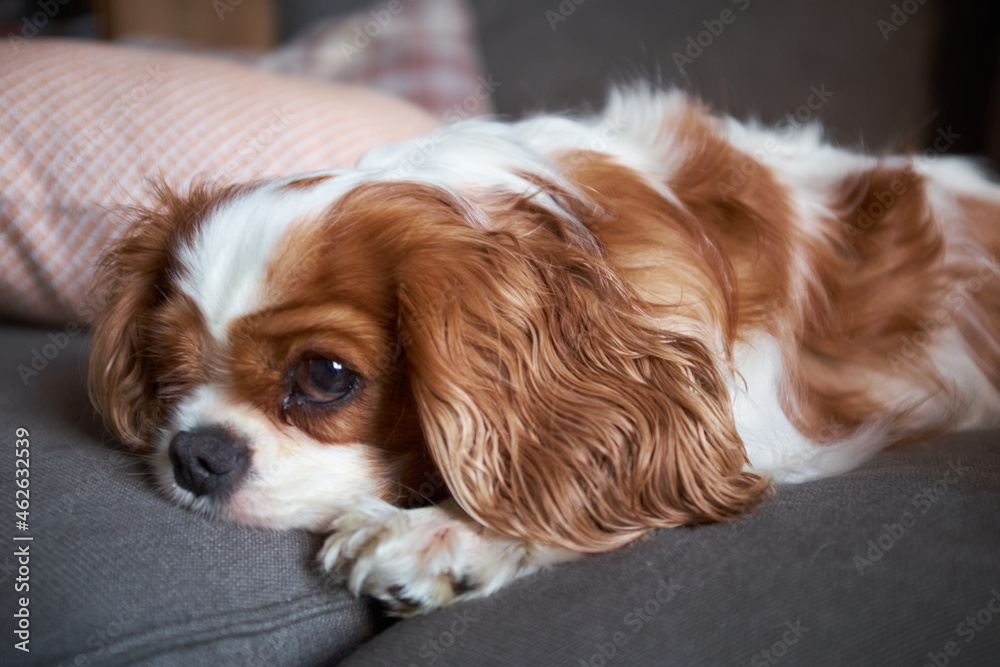 Blenheim Cavalier King Charles Spaniel lap dog. Chestnut and white ...