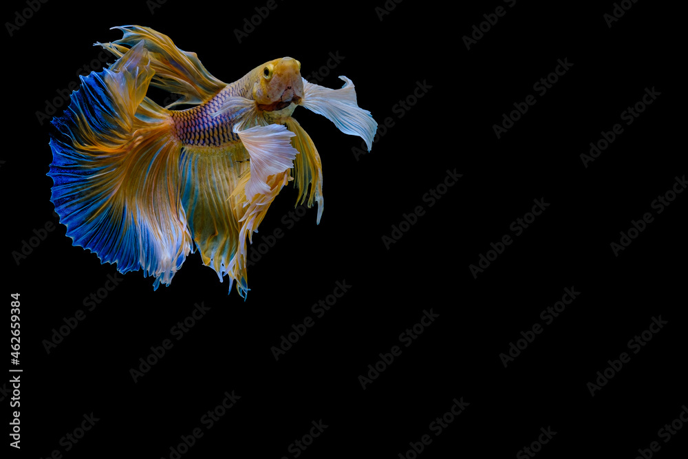 Thai fighting fish, a living culture, and colorful betta fish.Siamese ...