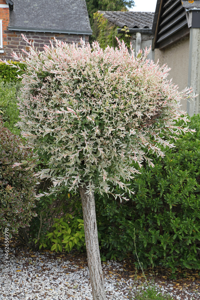Salix integra 'Hakuro-Nishiki' Stock Photo | Adobe Stock