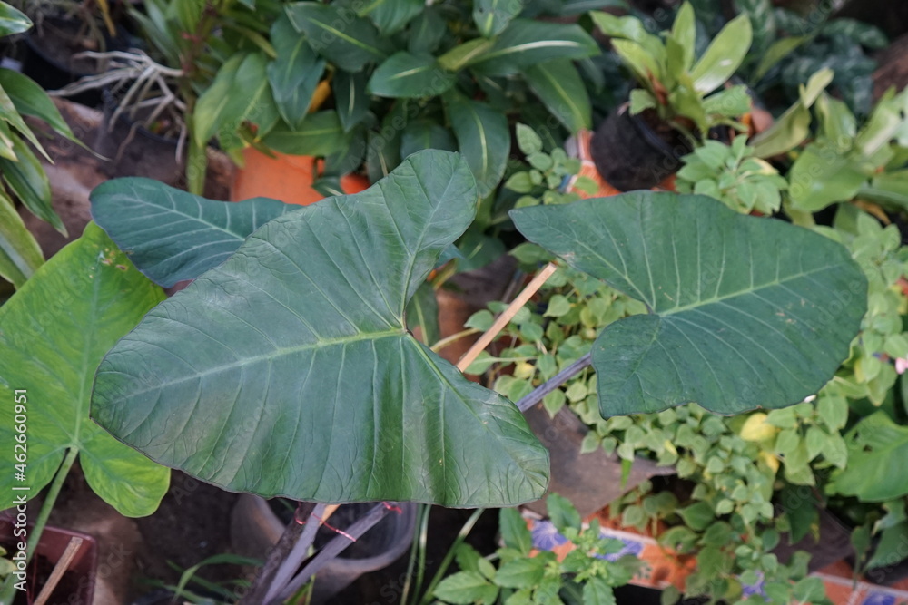 ️ Black Satun Tree or Bon Dam Satun is a type of Alocasia family ️ ...