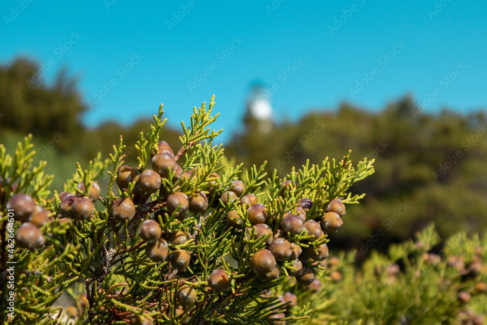 Green Juniperus excelsa berries, the Greek juniper evergreen tree ...