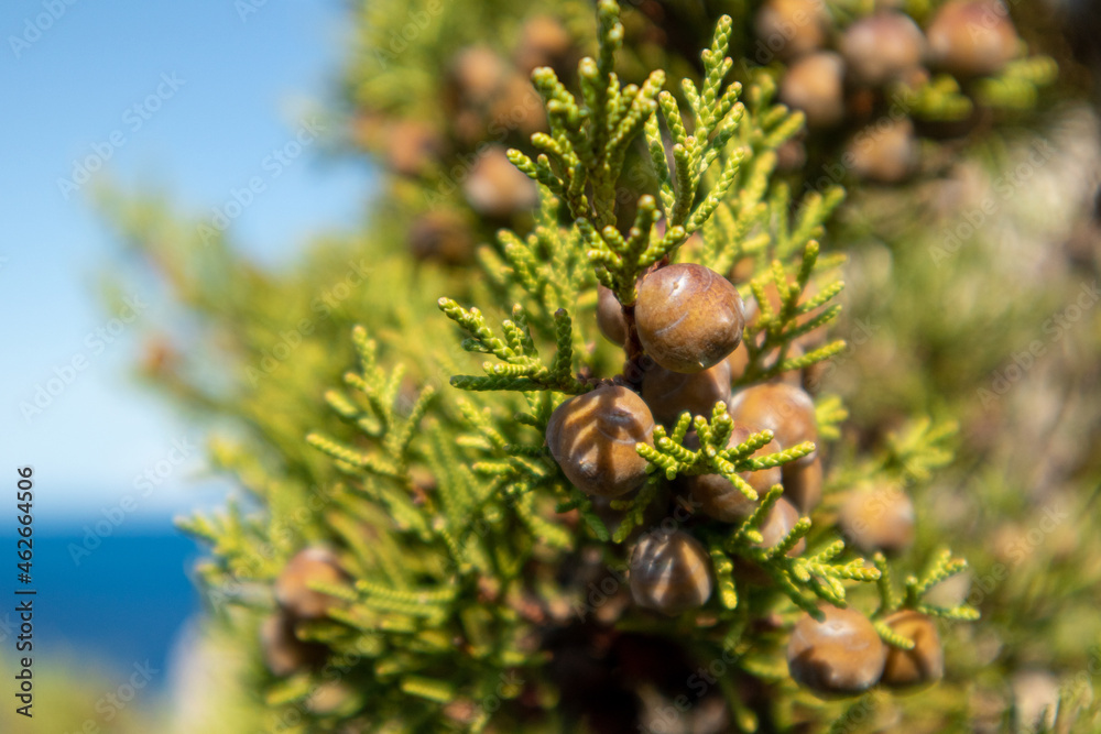 Green Juniperus excelsa berries, the Greek juniper evergreen tree ...