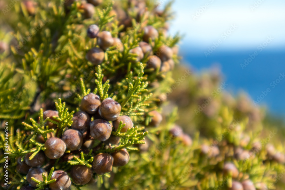 Green Juniperus excelsa with dry berries, the Greek juniper evergreen ...