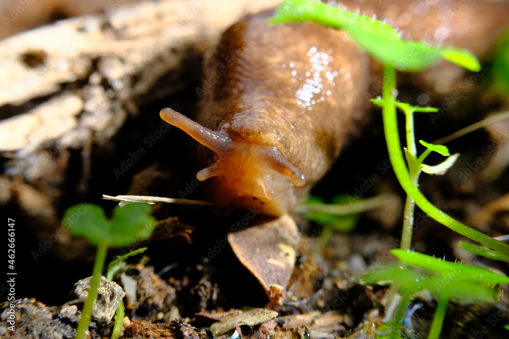 Common Garden Slug Stock Photo | Adobe Stock