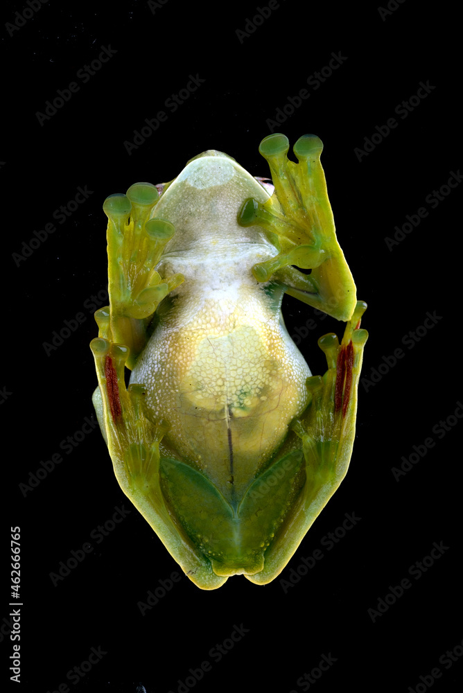 details of a Malayan tree frog are seen below Stock Photo | Adobe Stock