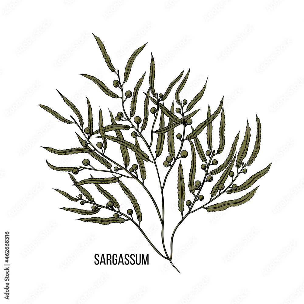 Vintage doodle illustration with black sargassum algae sketch. Vector ...