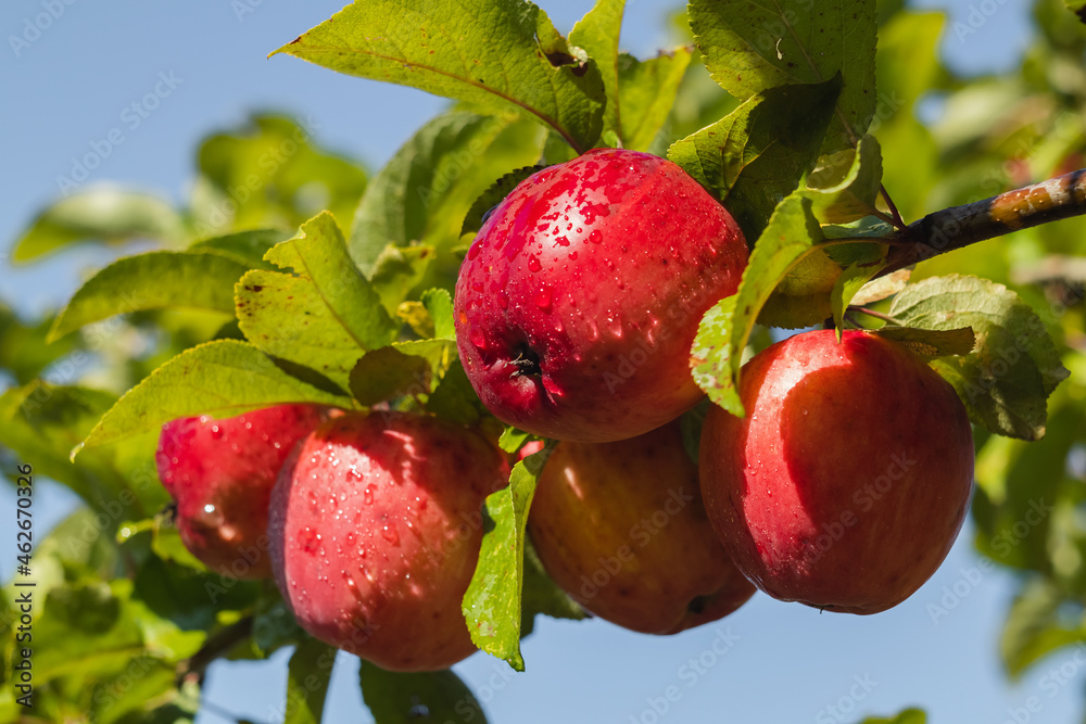 Red Apple Tree Photography