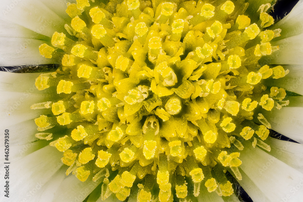 Tiny daisy flower under microscope yellow stamen visible, image width ...