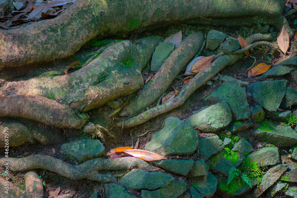 beautiful tree roots in the botanical garden of batumi Stock Photo ...