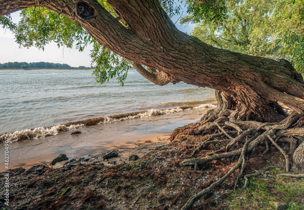 Tree Roots Above Ground