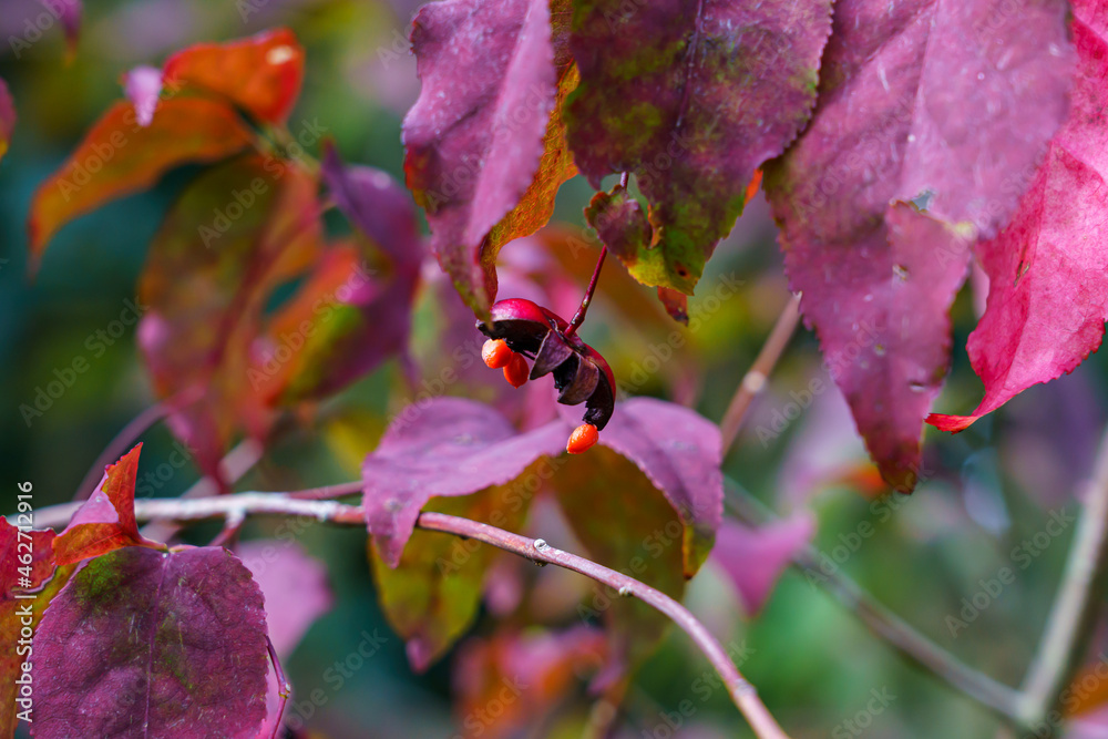 close up of ornamental red berries on a Flat-Stalked Spindle Tree ...