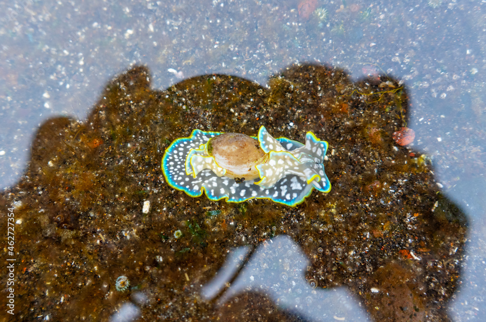 Bladder snail in tide pool Stock Photo | Adobe Stock