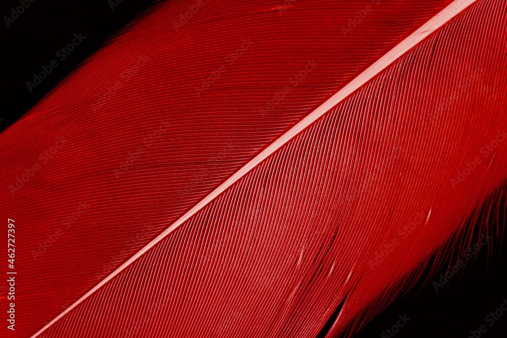 the details of a single red feather on black. the plumage texture in ...