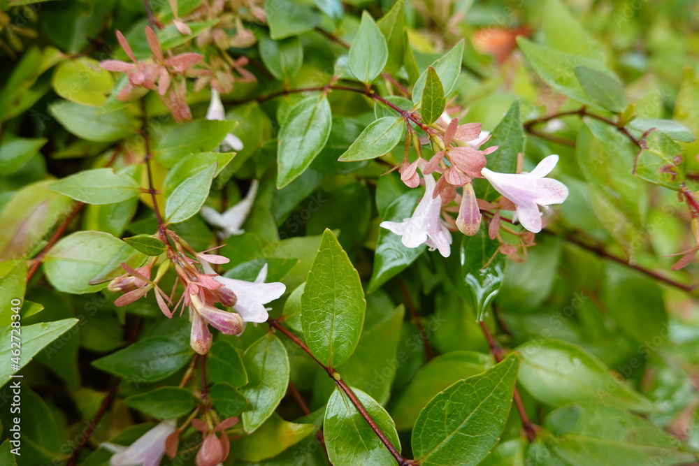Abelia schumannii is an upright shrub with arching, red, cane-like ...