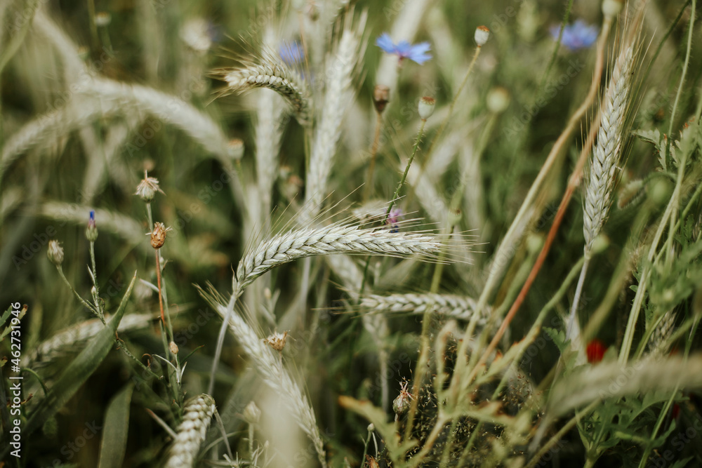 Wheat and field flowers Stock Photo | Adobe Stock