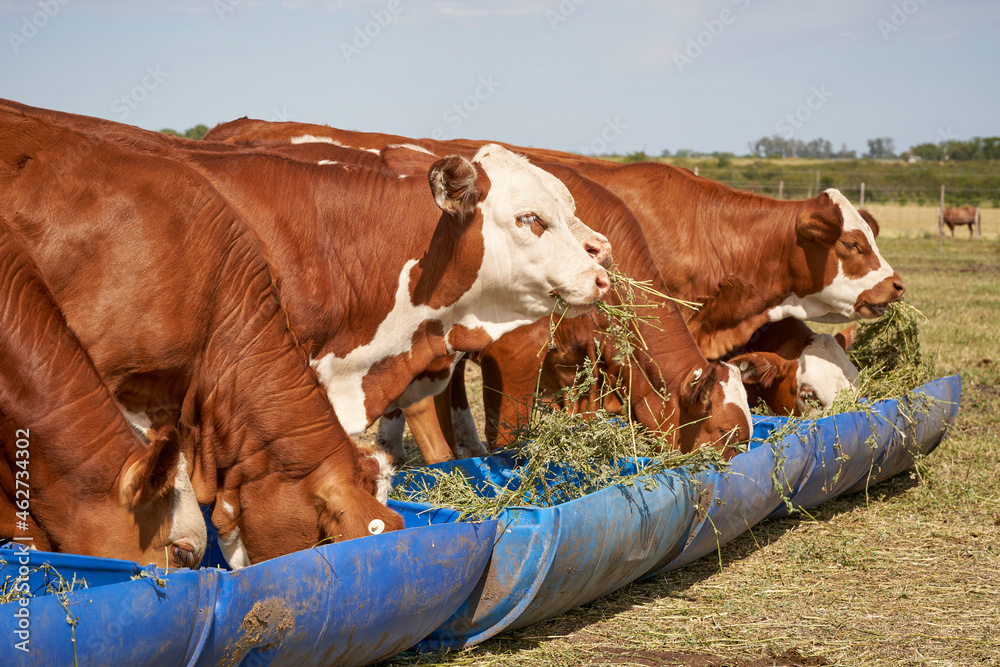 Group of cows at cowshed eating hay or fodder on farm.. Cattle Feeding ...