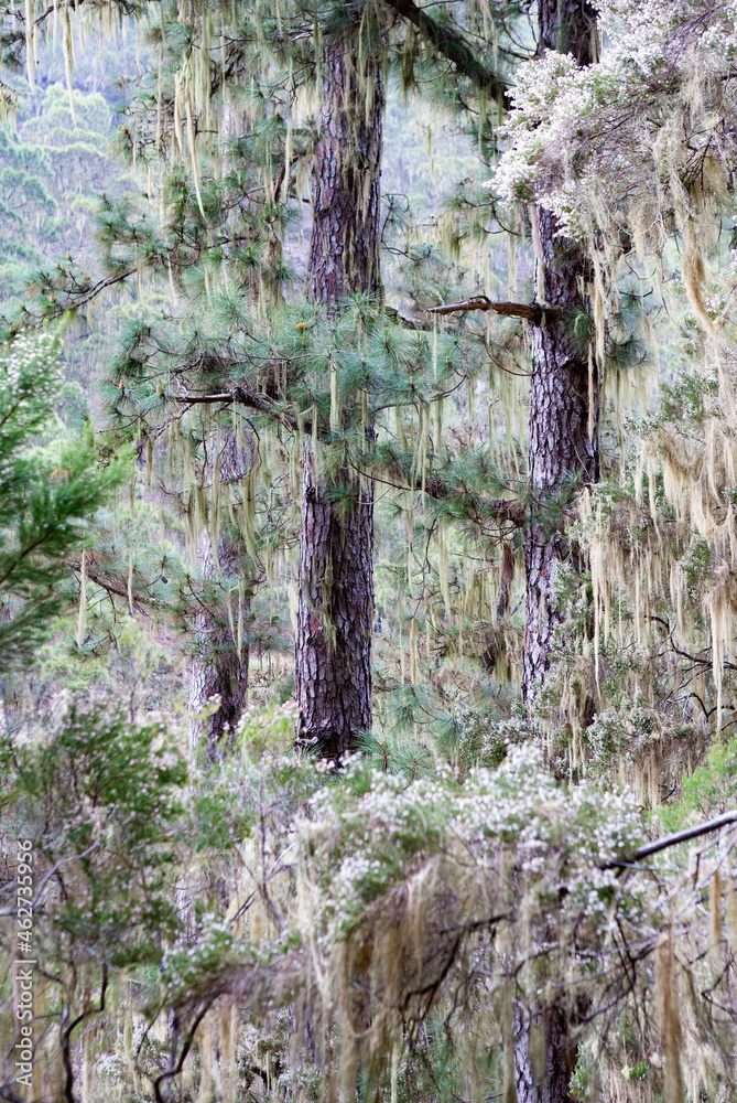 Branches of trees covered with hanging lichen at in forest at Barranco ...