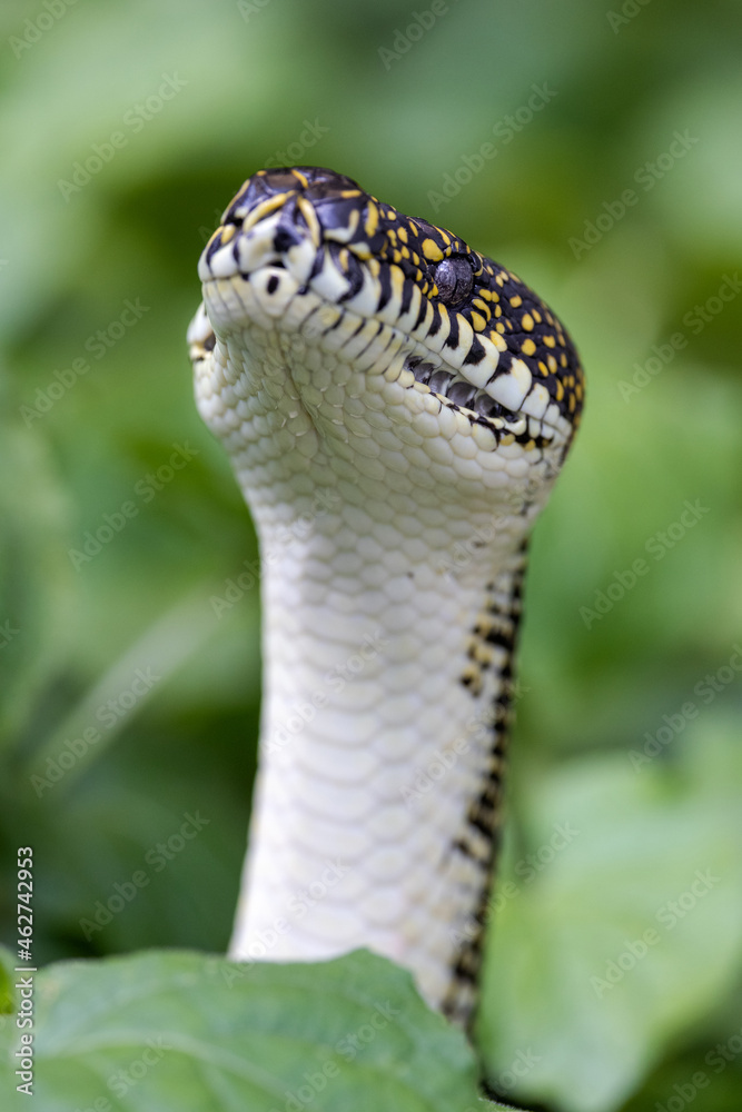 Australian Diamond Python with head raised showing scalation and labial ...