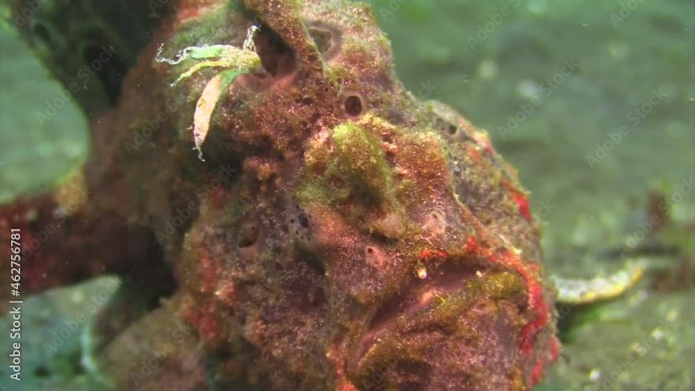 painted frogfish walks towards camera using ventral fins as legs, close ...